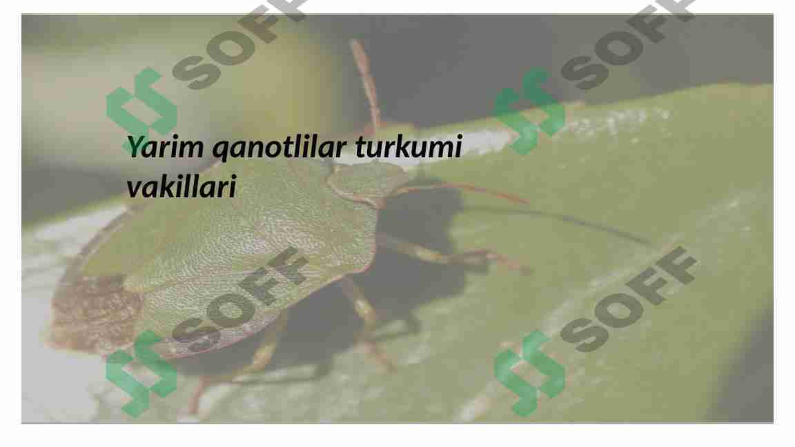 Yarim qanotlilar turkumi vakillari