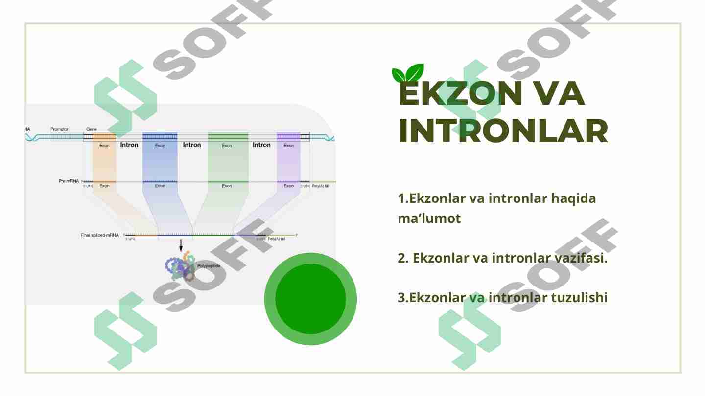 EKZON VA INTRONLAR