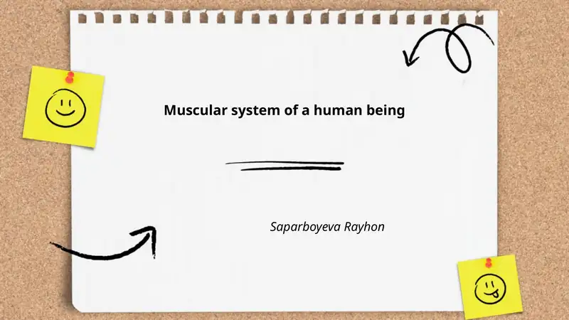 Muscular system of a human being