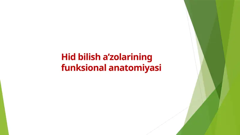 Hid bilish a’zolarining funksional anatomiyasi